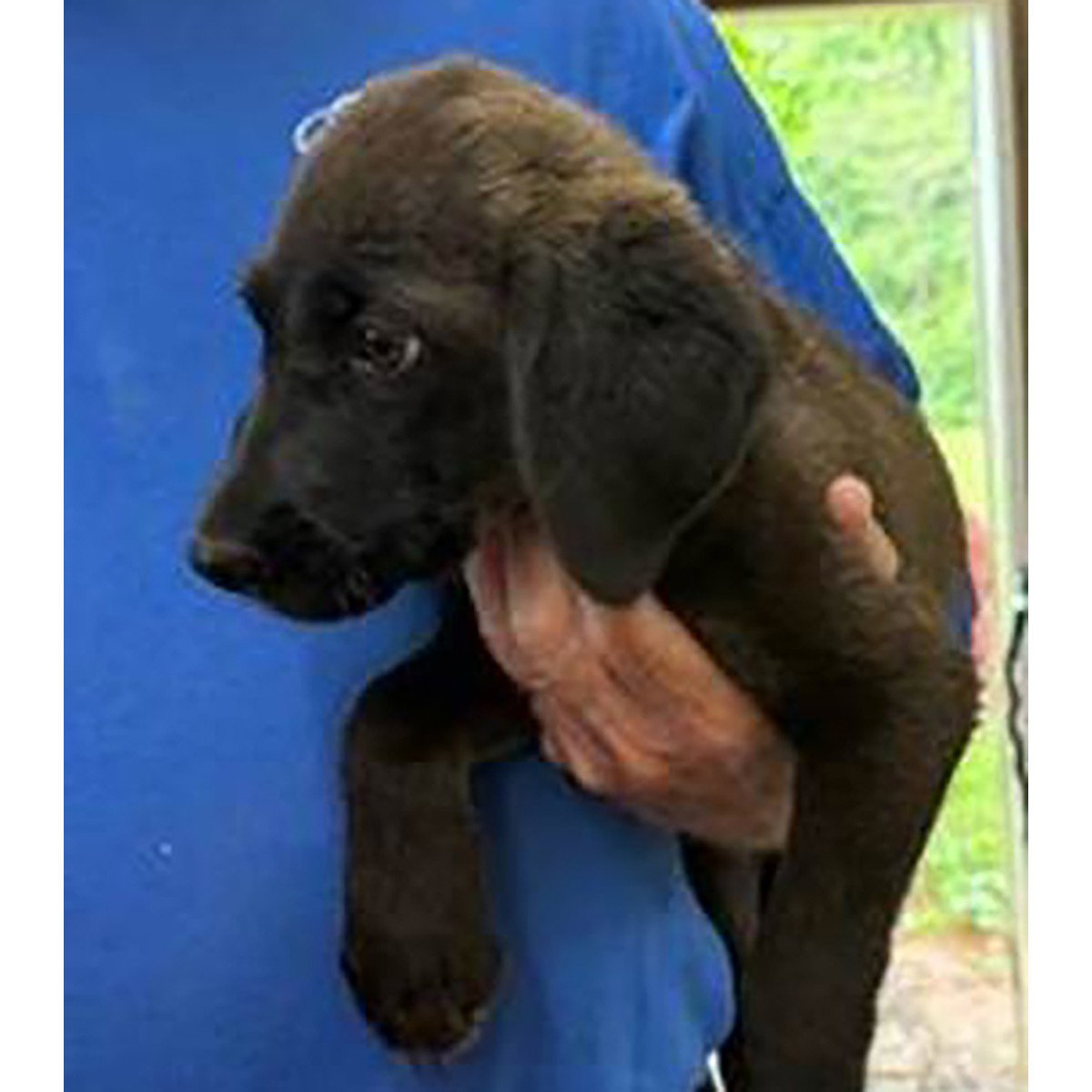 Dog for Adoption - Jennifer's Pup 4, a Chocolate Labrador Retriever in ...