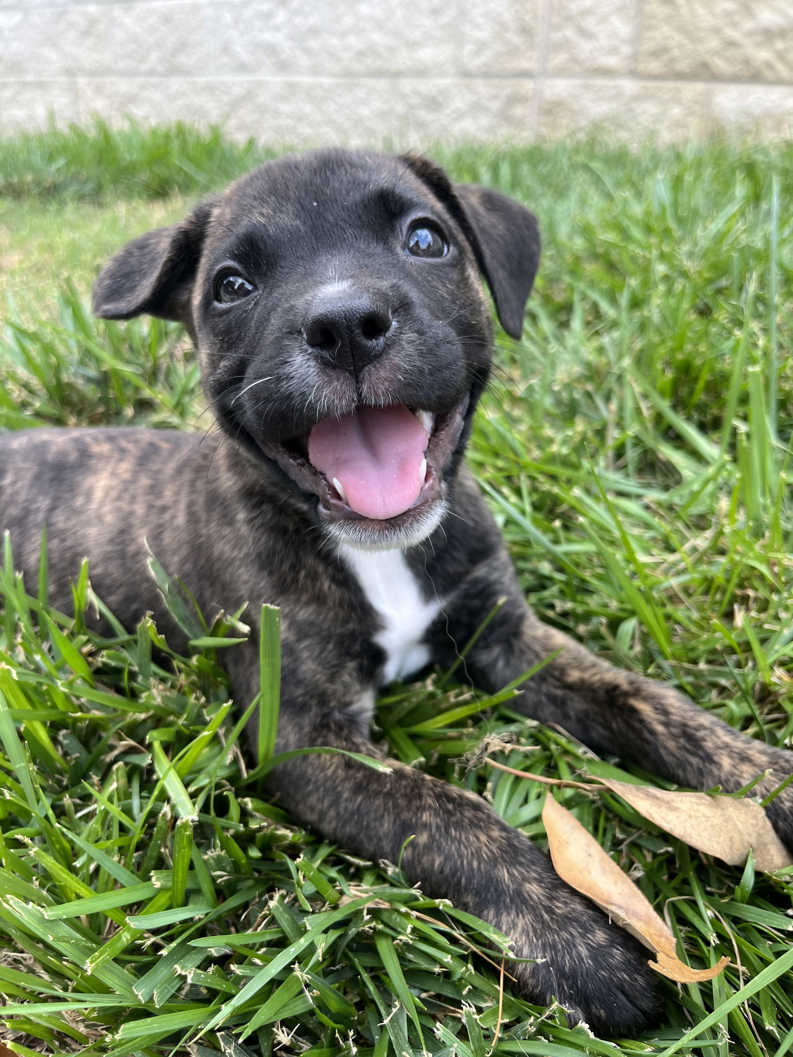 Dog for Adoption - Vannie, a American Pit Bull Terrier in Sumner County ...