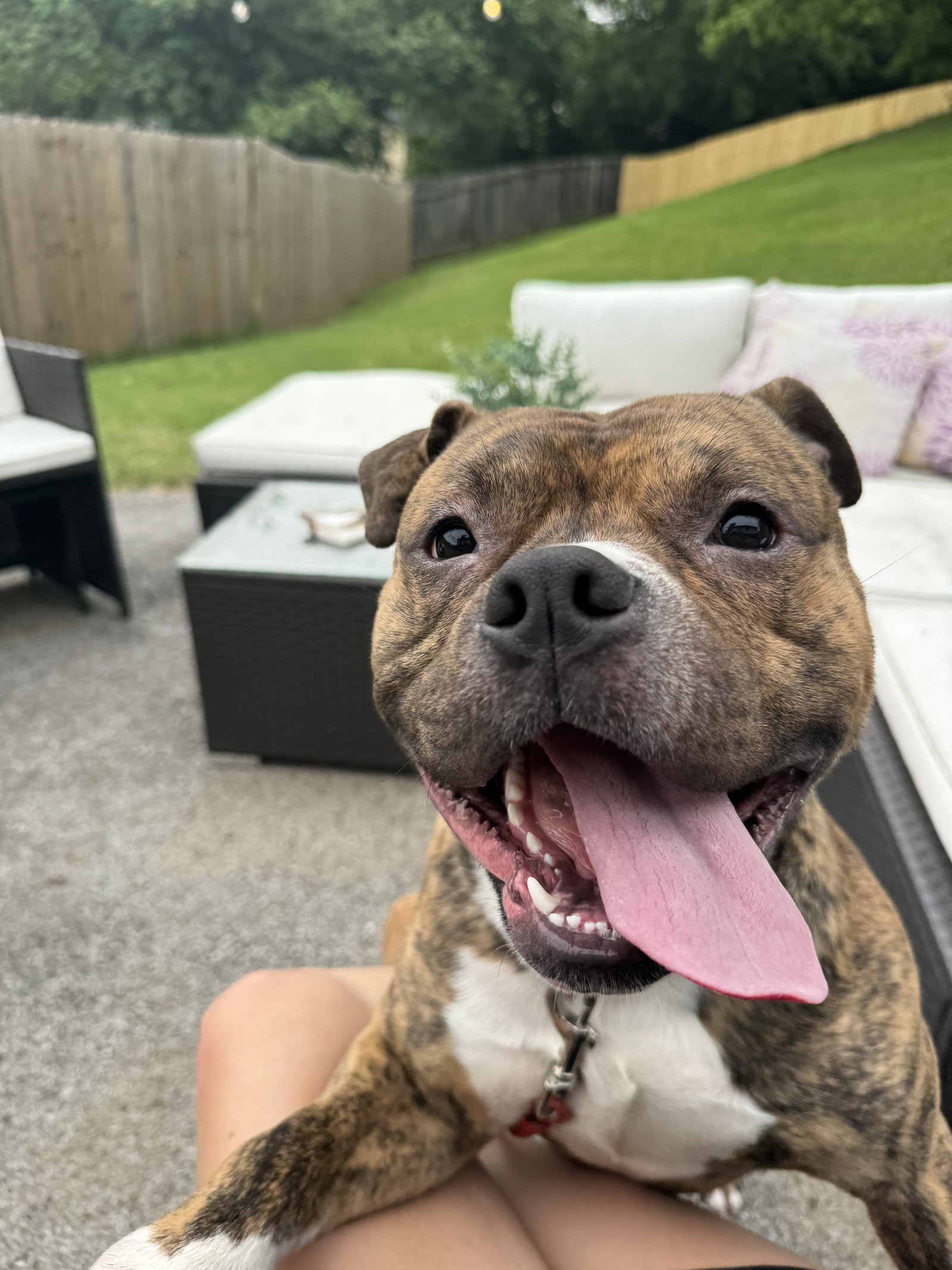 Dog for Adoption - Tiger Meatball, a American Pit Bull Terrier in ...