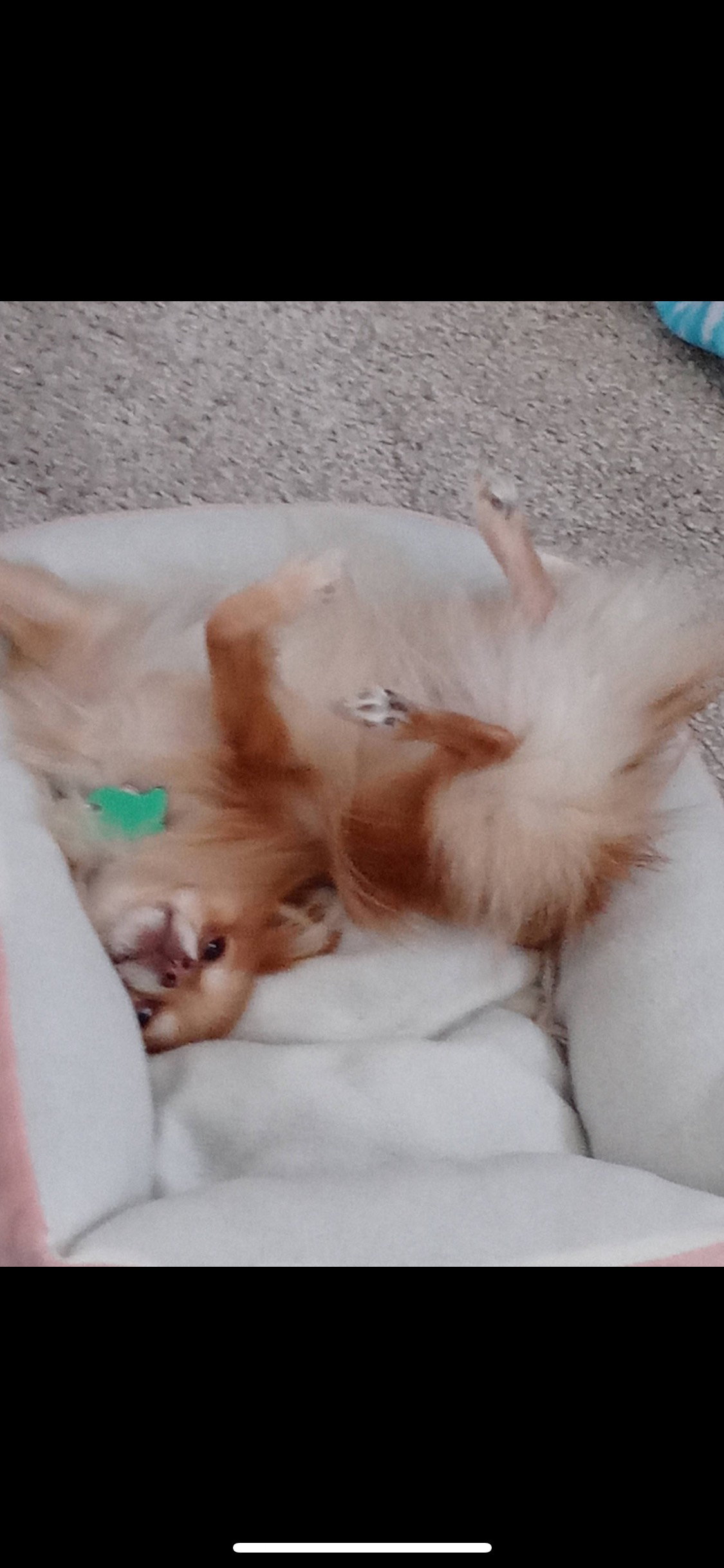 Dog for Adoption - HoneyBooBoo, a Pomeranian in Rockwall, TX | Alpha Paw