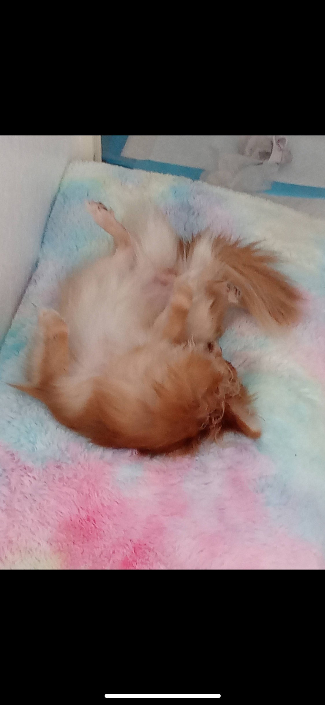 Dog for Adoption - HoneyBooBoo, a Pomeranian in Rockwall, TX | Alpha Paw