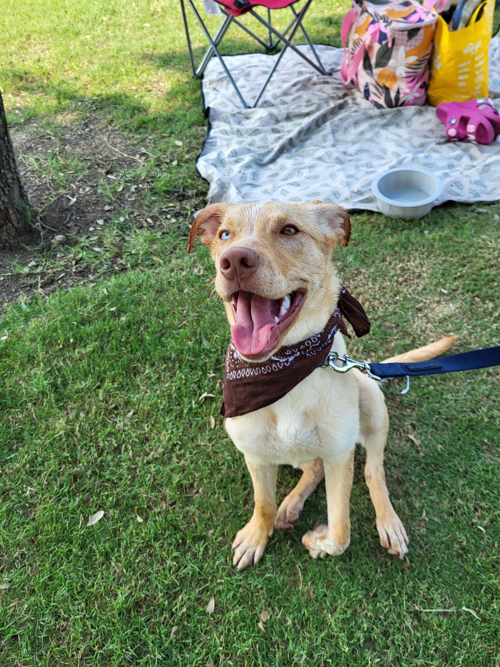 Dog for Adoption - Sandy, a Labrador Retriever in Caddo Mills, TX ...