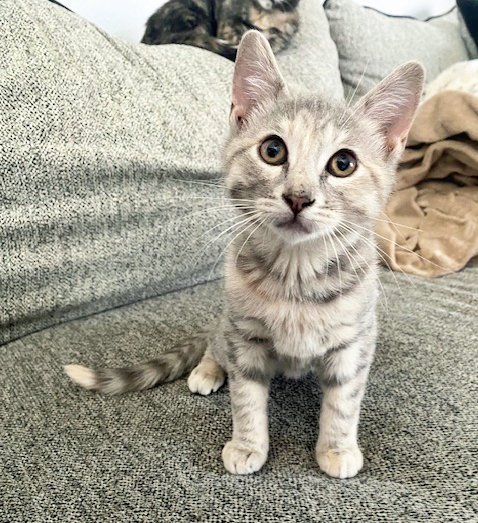 Cat adoption in Rowlett, TX 75030: Domestic Short Hair Cat "Phoebe"