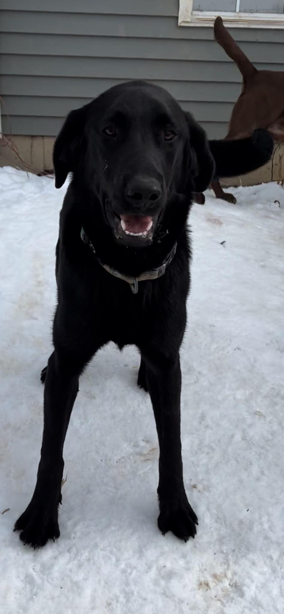 Dog for Adoption - Timber, a Black Labrador Retriever in Goshen, IN ...
