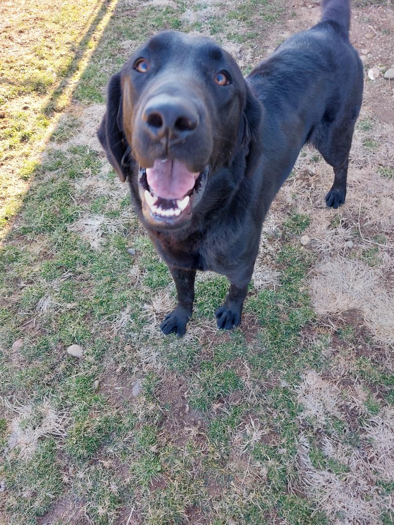 Dog for Adoption - Timber, a Black Labrador Retriever in Goshen, IN ...