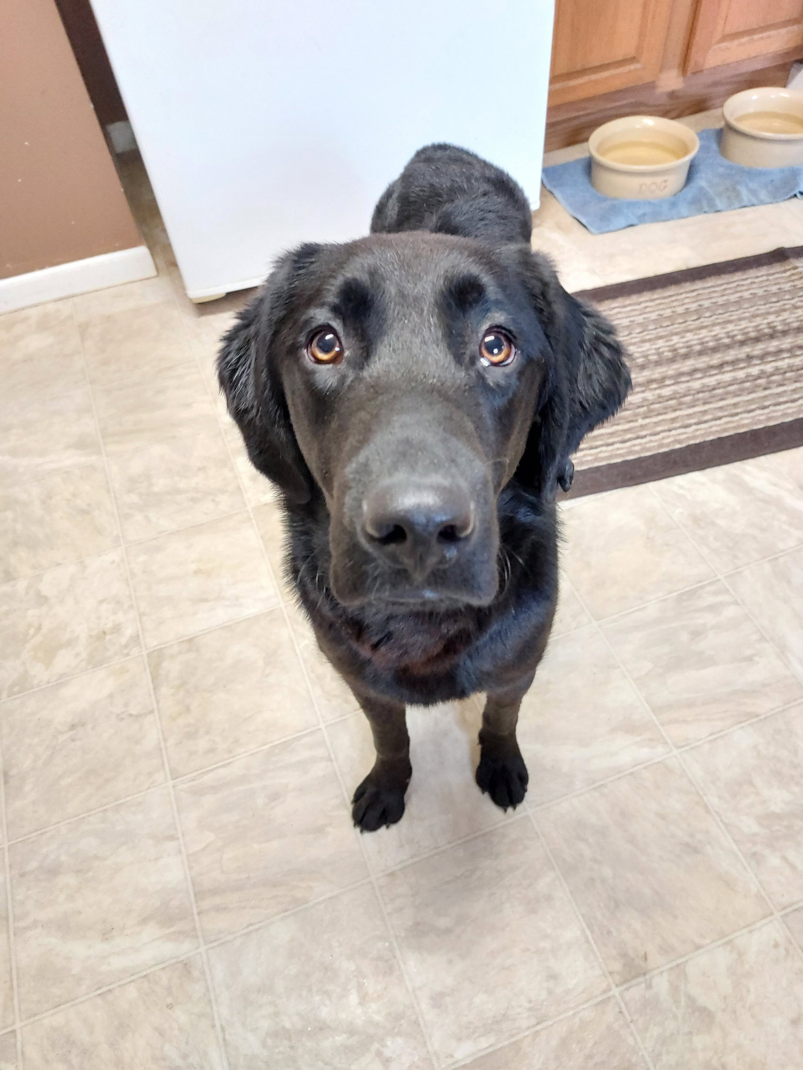 Dog for Adoption - Timber, a Black Labrador Retriever in Montpelier, OH ...