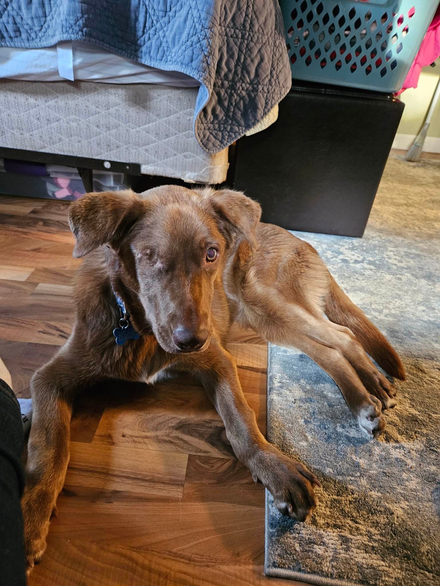 Dog for Adoption - Hershee, a Chocolate Labrador Retriever in Archbold ...