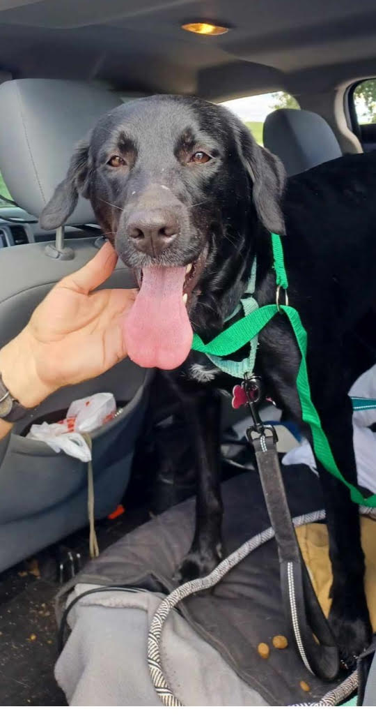 Dog for Adoption - Sweetness, a Labrador Retriever in Kendallville, IN ...