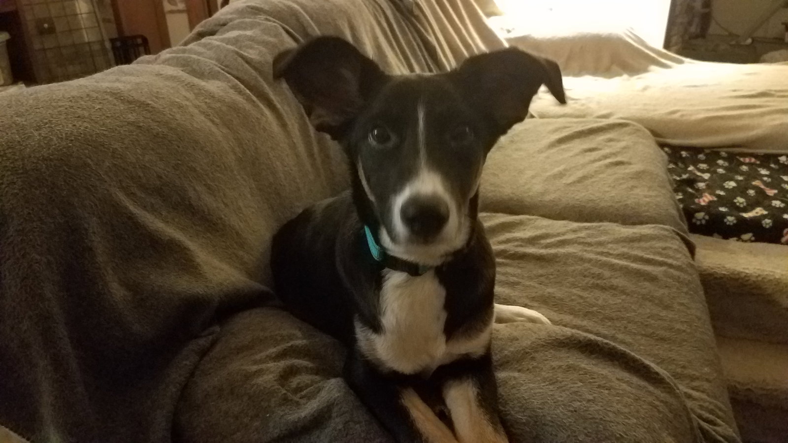 Dog for Adoption - Teddy, a Labrador Retriever in Butler, IN | Alpha Paw
