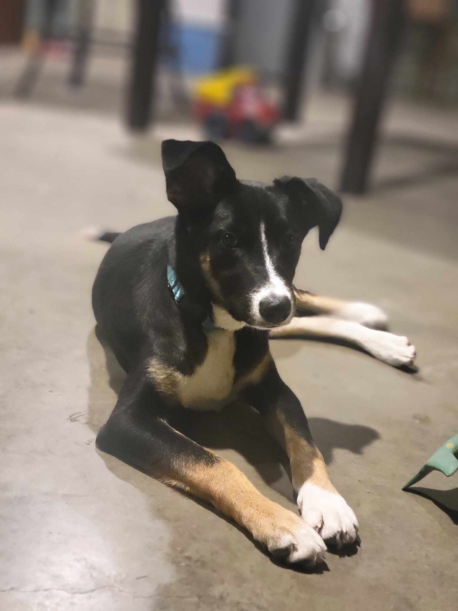 Dog for Adoption - TEDDY, a Labrador Retriever in Butler, IN | Alpha Paw