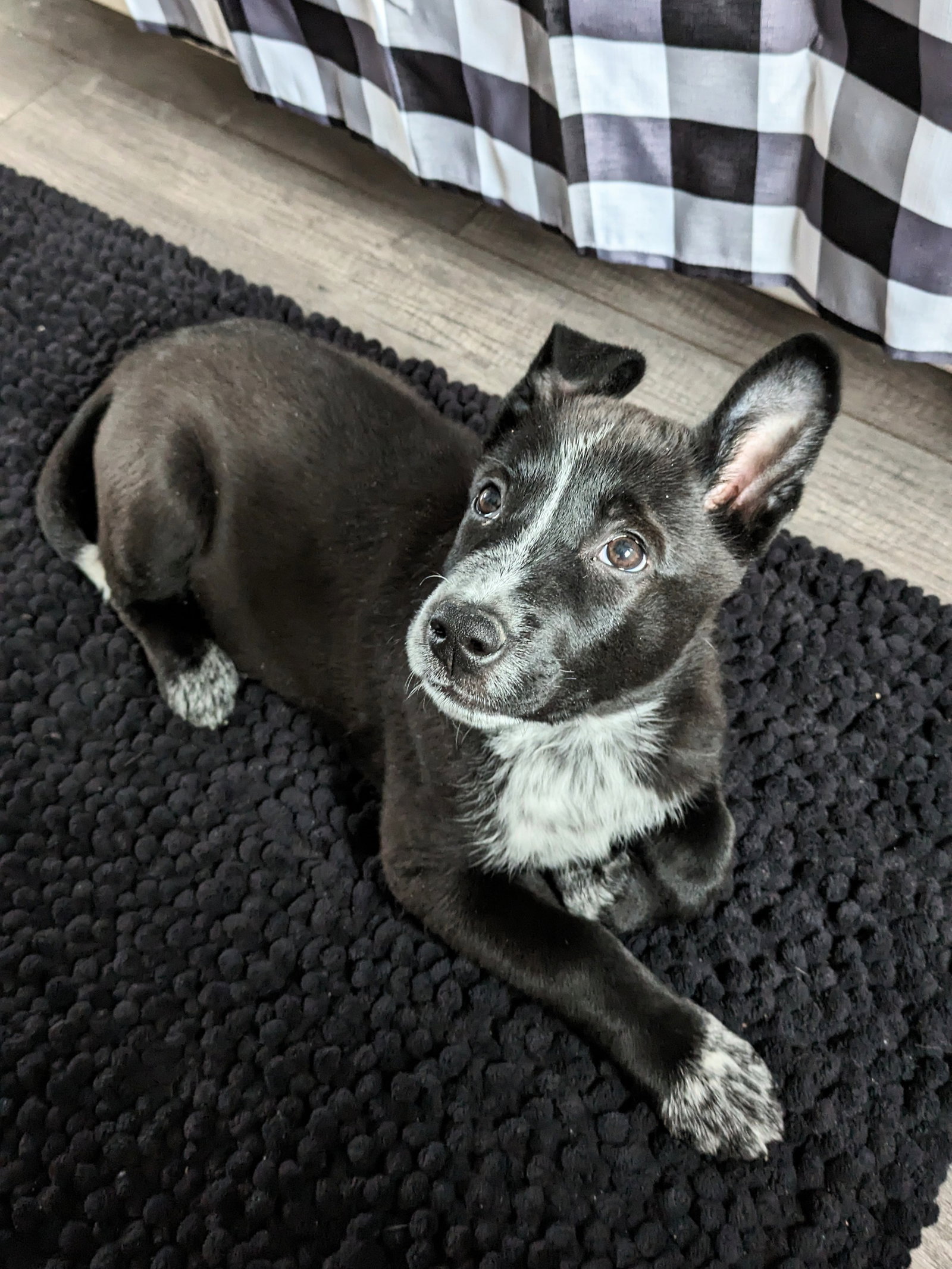 Dog for Adoption - GUS, a Border Collie in Fayette, OH | Alpha Paw
