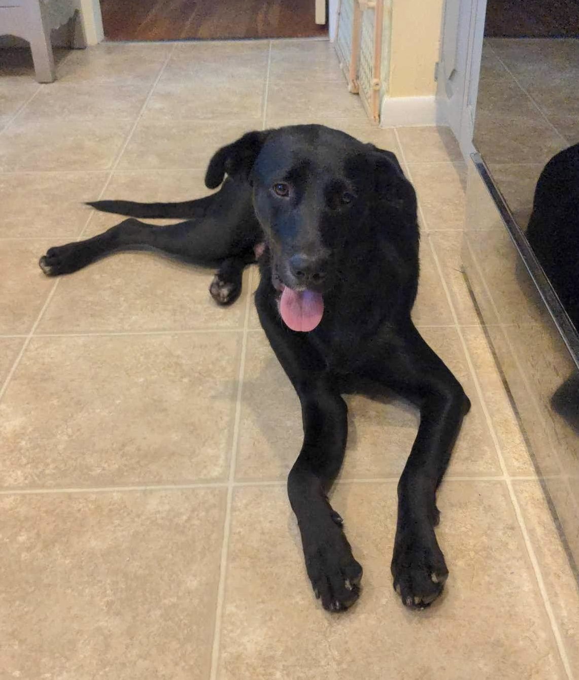 Dog for Adoption - SAMANTHA, a Labrador Retriever in Kalamazoo County ...