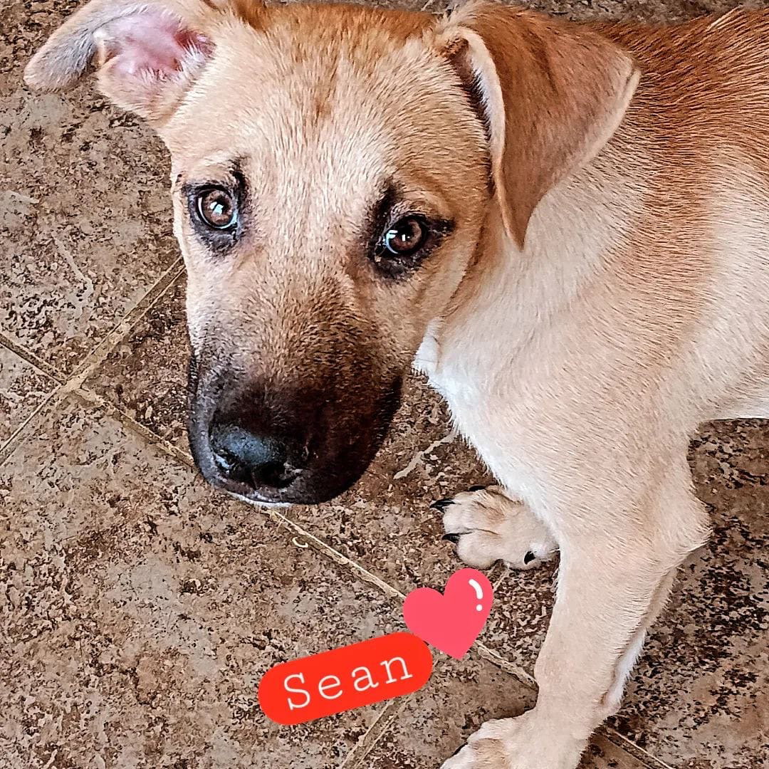 Sean's Web Page