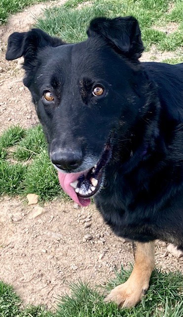 Dog for Adoption - Phoenix, a German Shepherd Dog in Keyser, WV | Alpha Paw