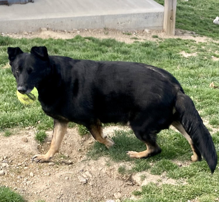 Dog for Adoption - Phoenix, a German Shepherd Dog in Keyser, WV | Alpha Paw