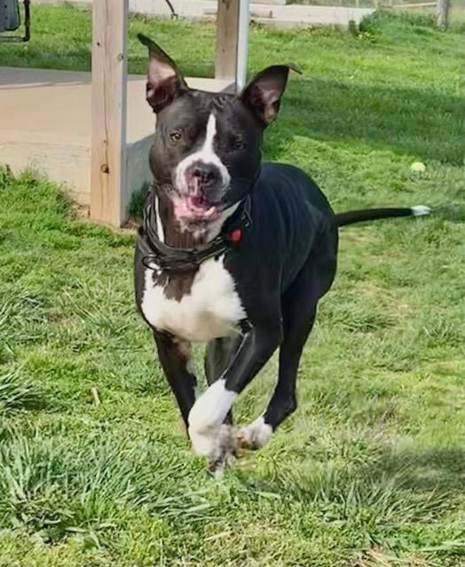 Dog for Adoption - Milly, a Boxer in New Market, VA | Alpha Paw