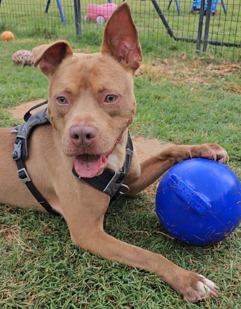 Dog adoption in Blacksburg, SC 29702: Pit Bull Terrier / Labrador ...