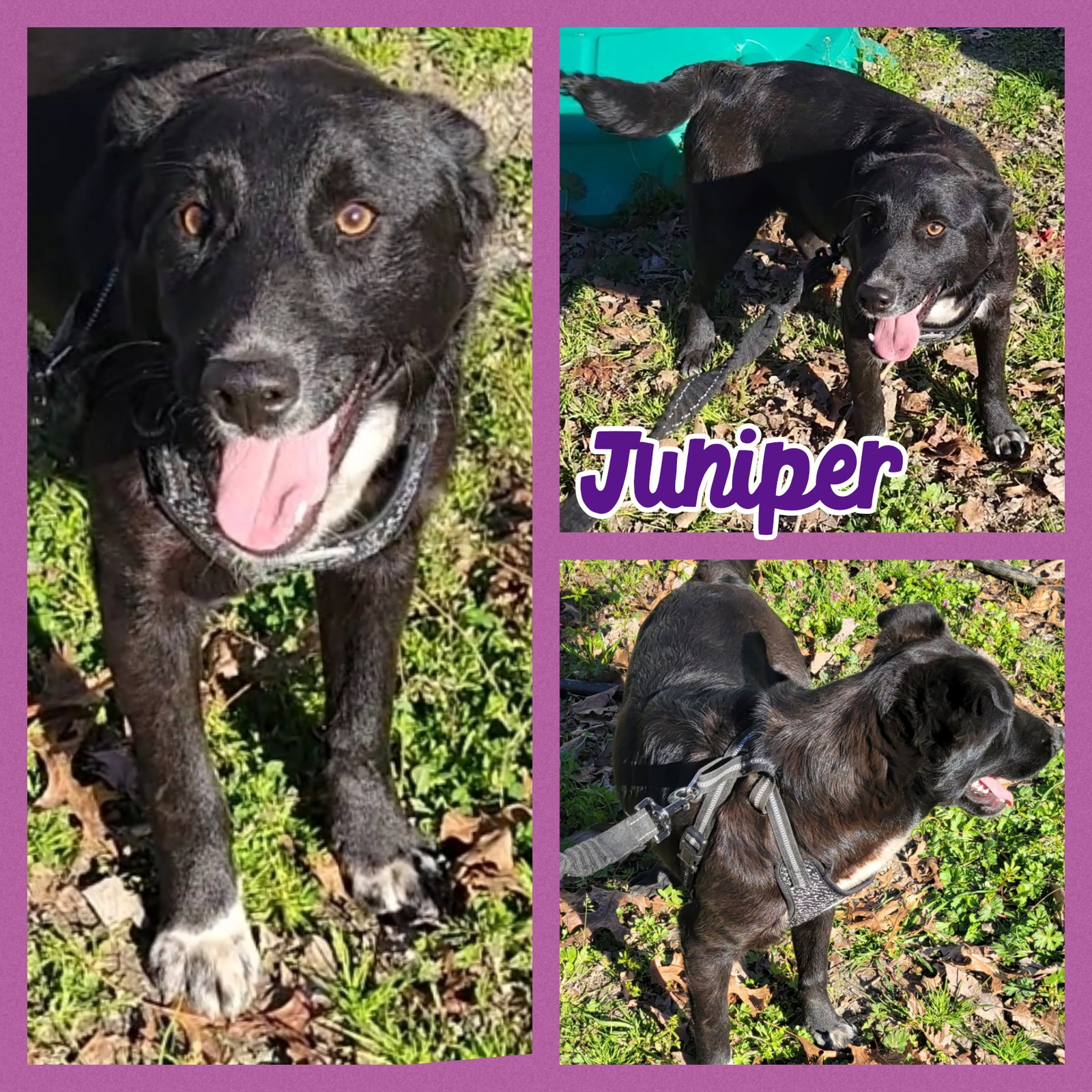 Dog for Adoption - Juniper, a Border Collie in Spartanburg County, SC ...