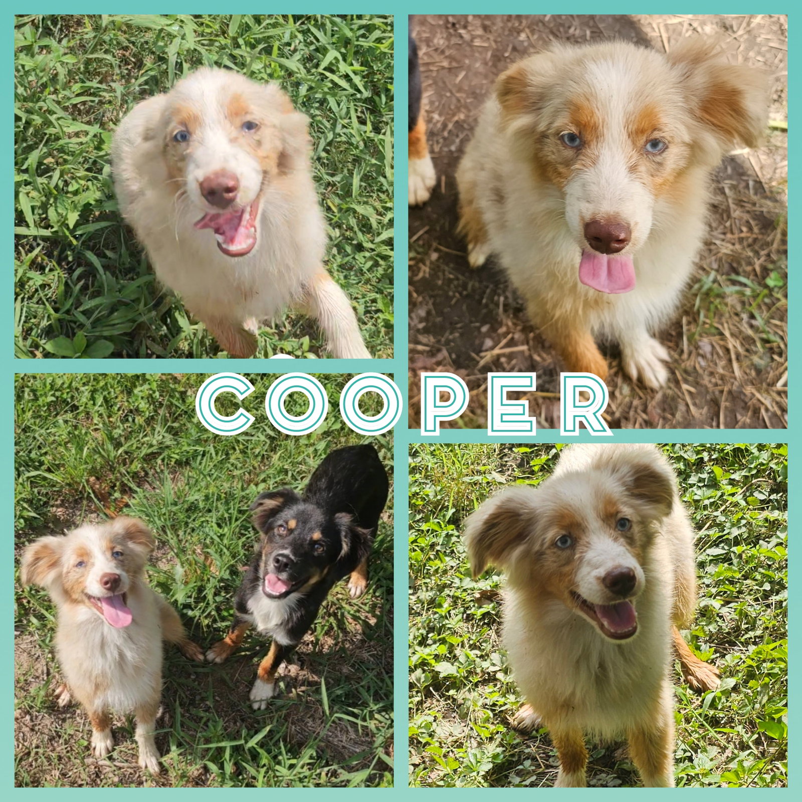 Dog for Adoption - Cooper, a Australian Shepherd in Union, SC | Alpha Paw