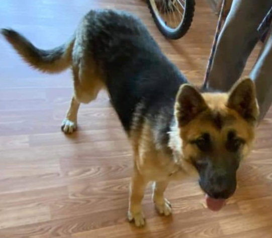 Dog for Adoption - Ruby, a German Shepherd Dog in Connelly Springs, NC ...