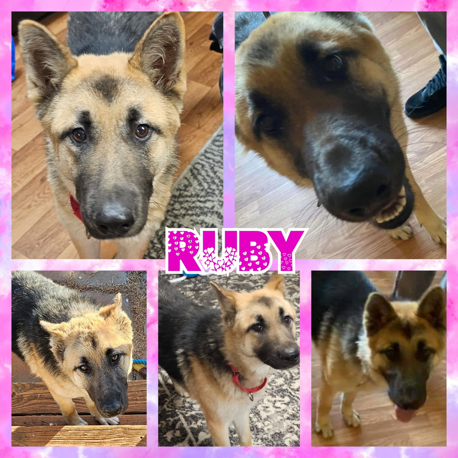 Dog for Adoption - Ruby, a German Shepherd Dog in Connelly Springs, NC ...