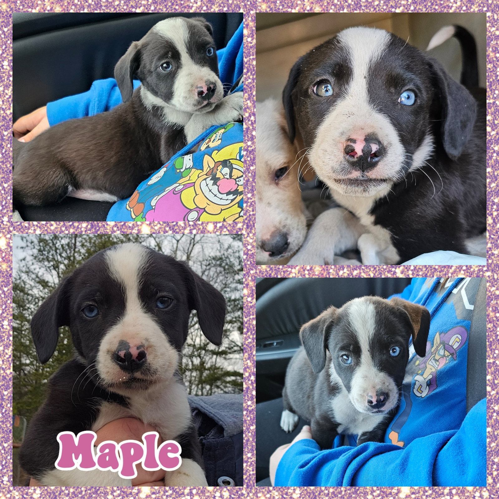 Dog for Adoption - Maple, a Labrador Retriever in Fort Mill, SC | Alpha Paw