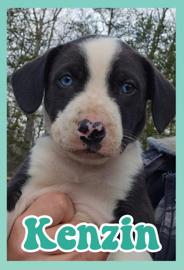 Dog for Adoption - Kenzin, a Labrador Retriever in Spartanburg, SC ...