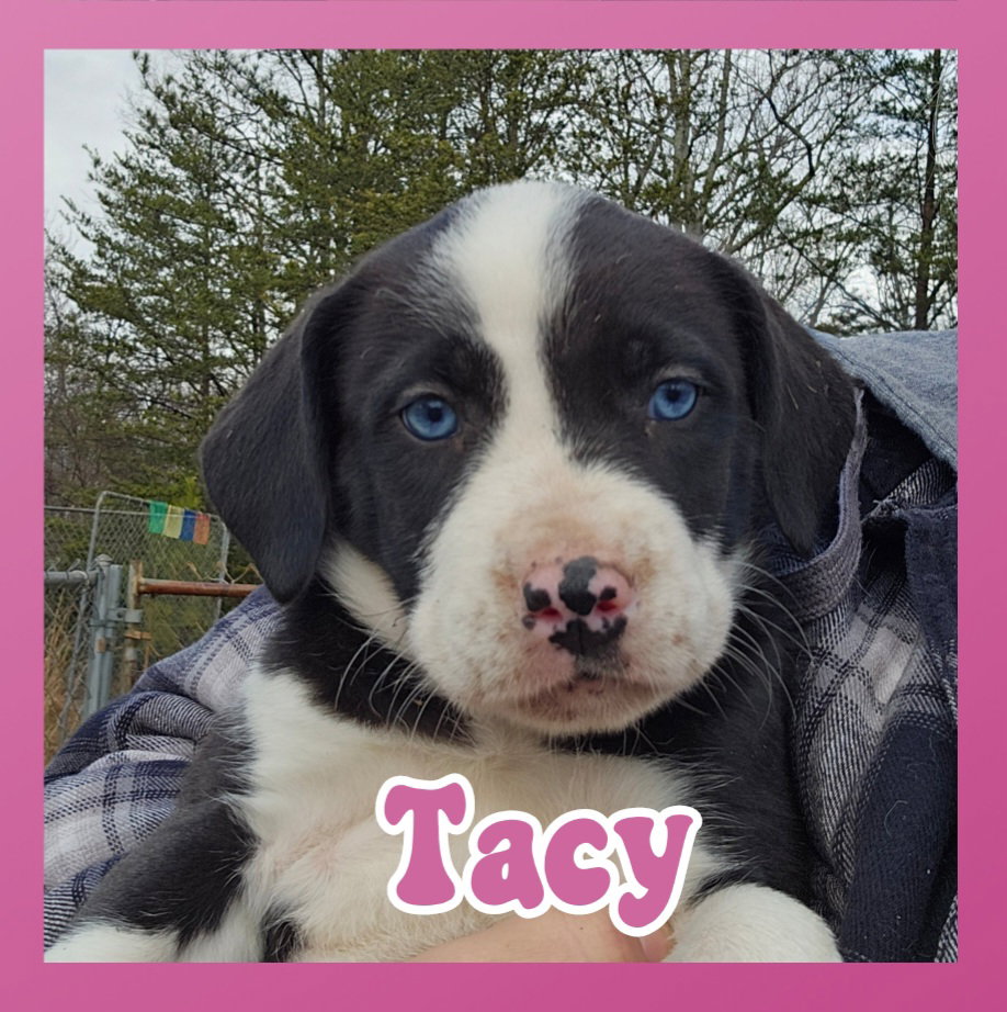 Dog for Adoption - Tacy, a Labrador Retriever in Lake Lure, NC | Alpha Paw