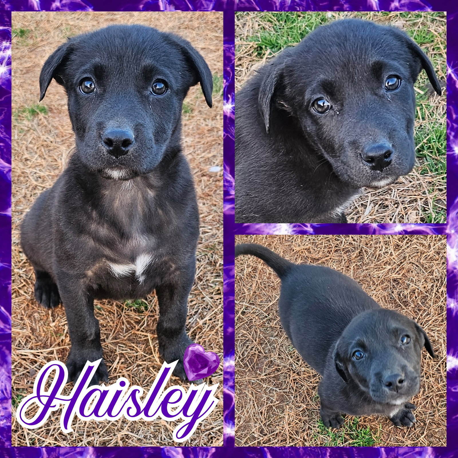 Dog for Adoption - Haisley, a Labrador Retriever in Connelly Springs ...