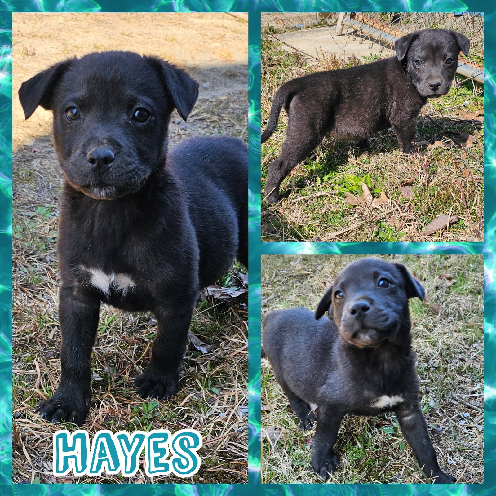 Dog for Adoption - Hayes, a Labrador Retriever in Denver, NC | Alpha Paw