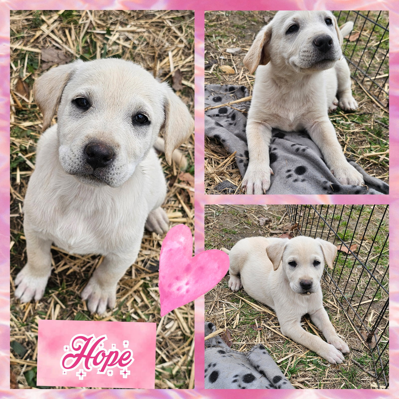 Dog for Adoption - Hope, a Labrador Retriever in Chester County, SC ...
