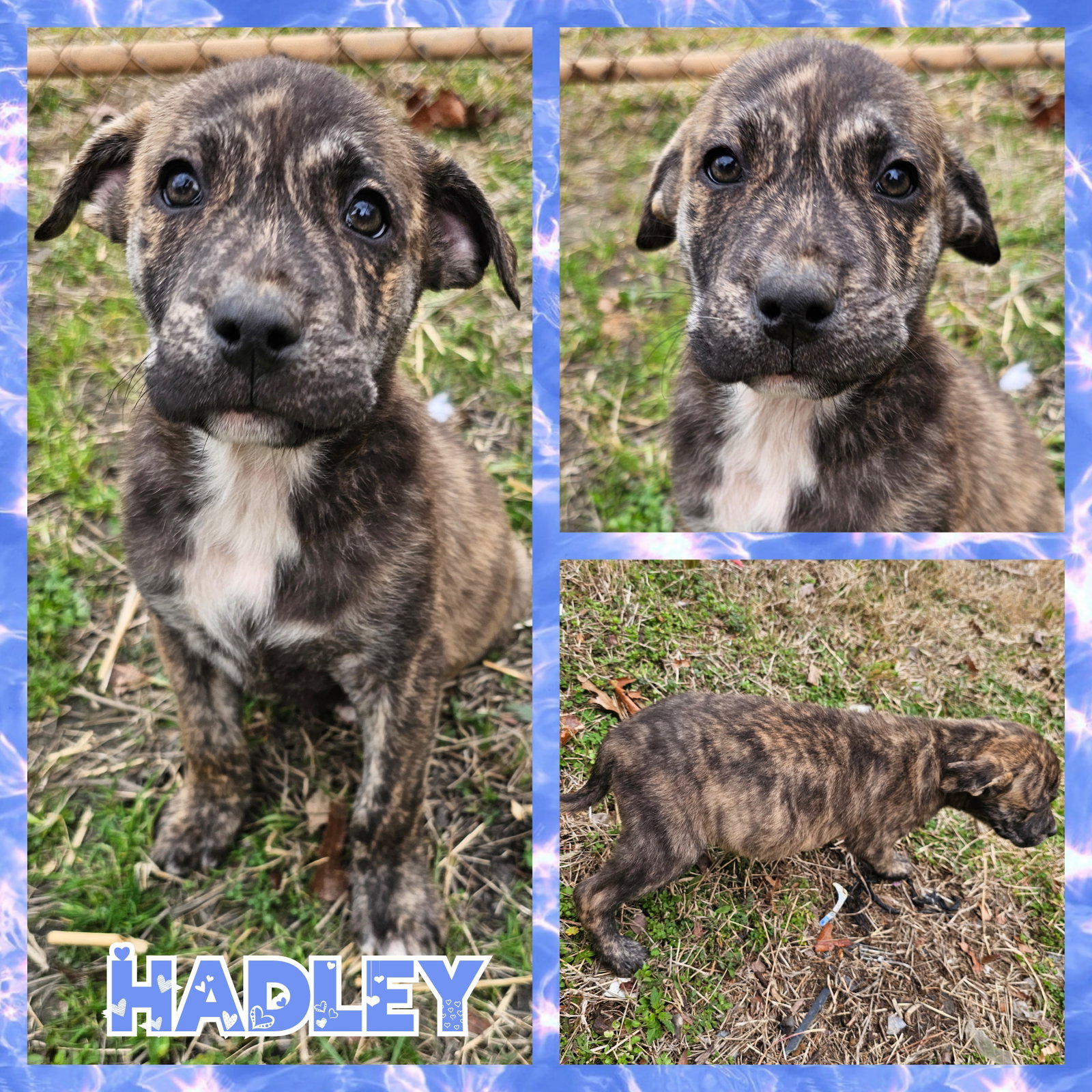 Dog for Adoption - Hadley, a Labrador Retriever in Waxhaw, NC | Alpha Paw