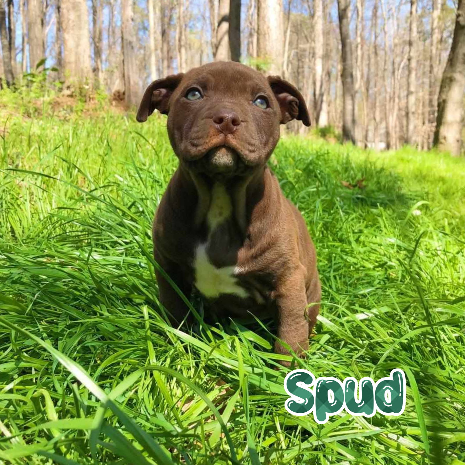 Dog for Adoption - Spud, a American Staffordshire Terrier in Morganton ...