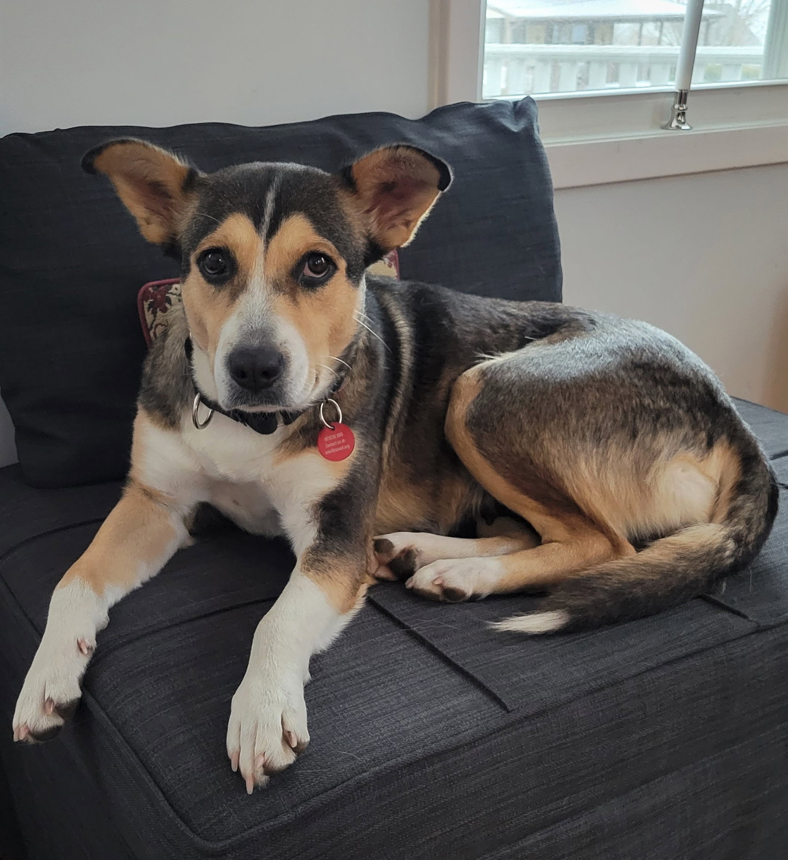 Dog for Adoption - Dixie Lagniappe *LOCAL*, a Shepherd in Mansfield, MA ...