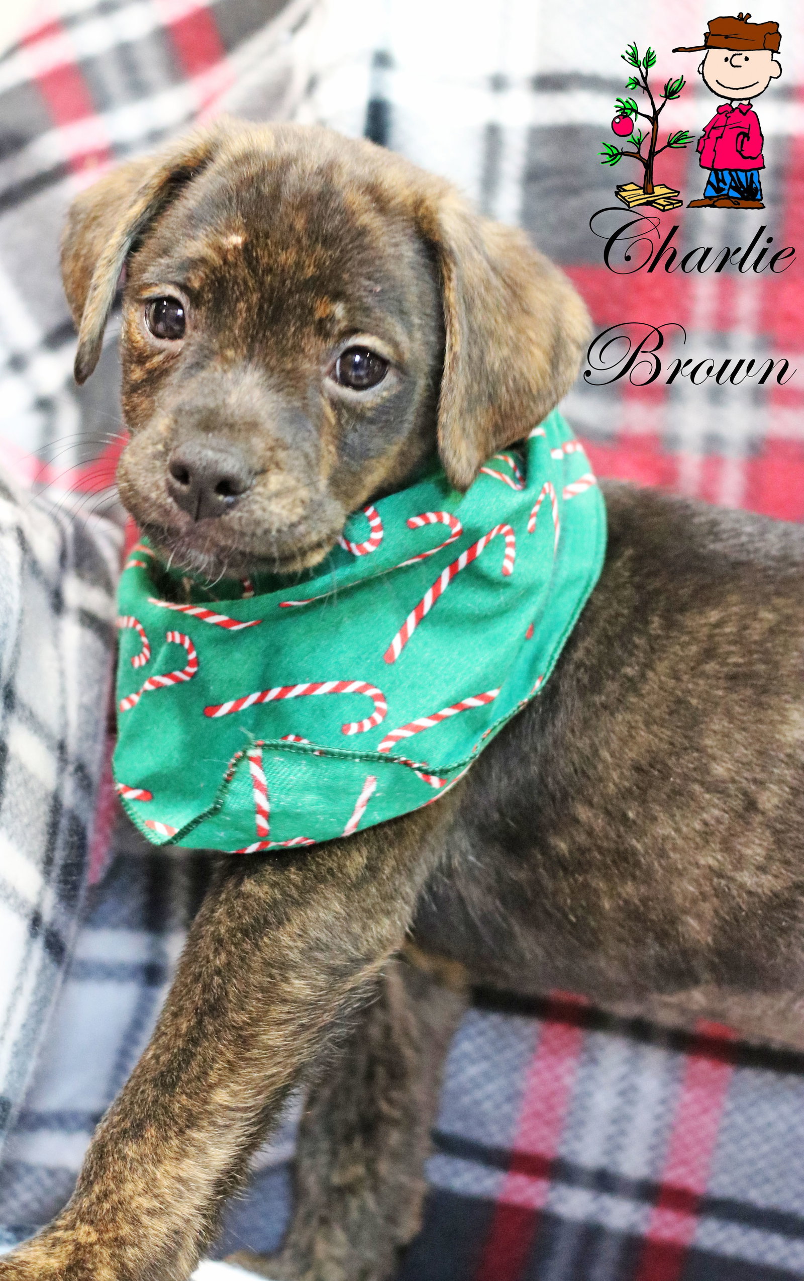 Dog for Adoption - Charlie CharlieBrown, a Catahoula Leopard Dog in ...