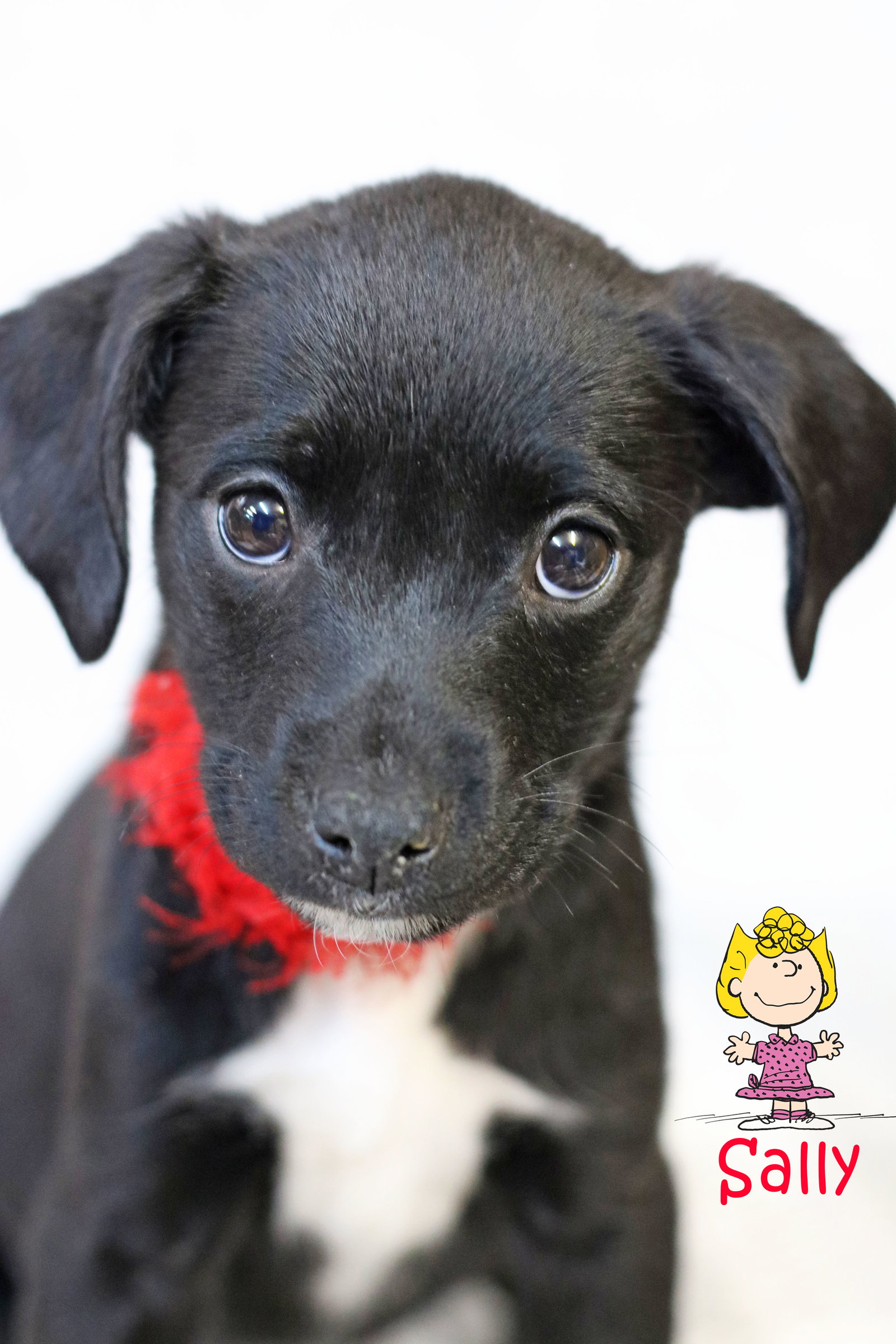 Dog for Adoption - Sally CharlieBrown *LOCAL*, a Catahoula Leopard Dog ...
