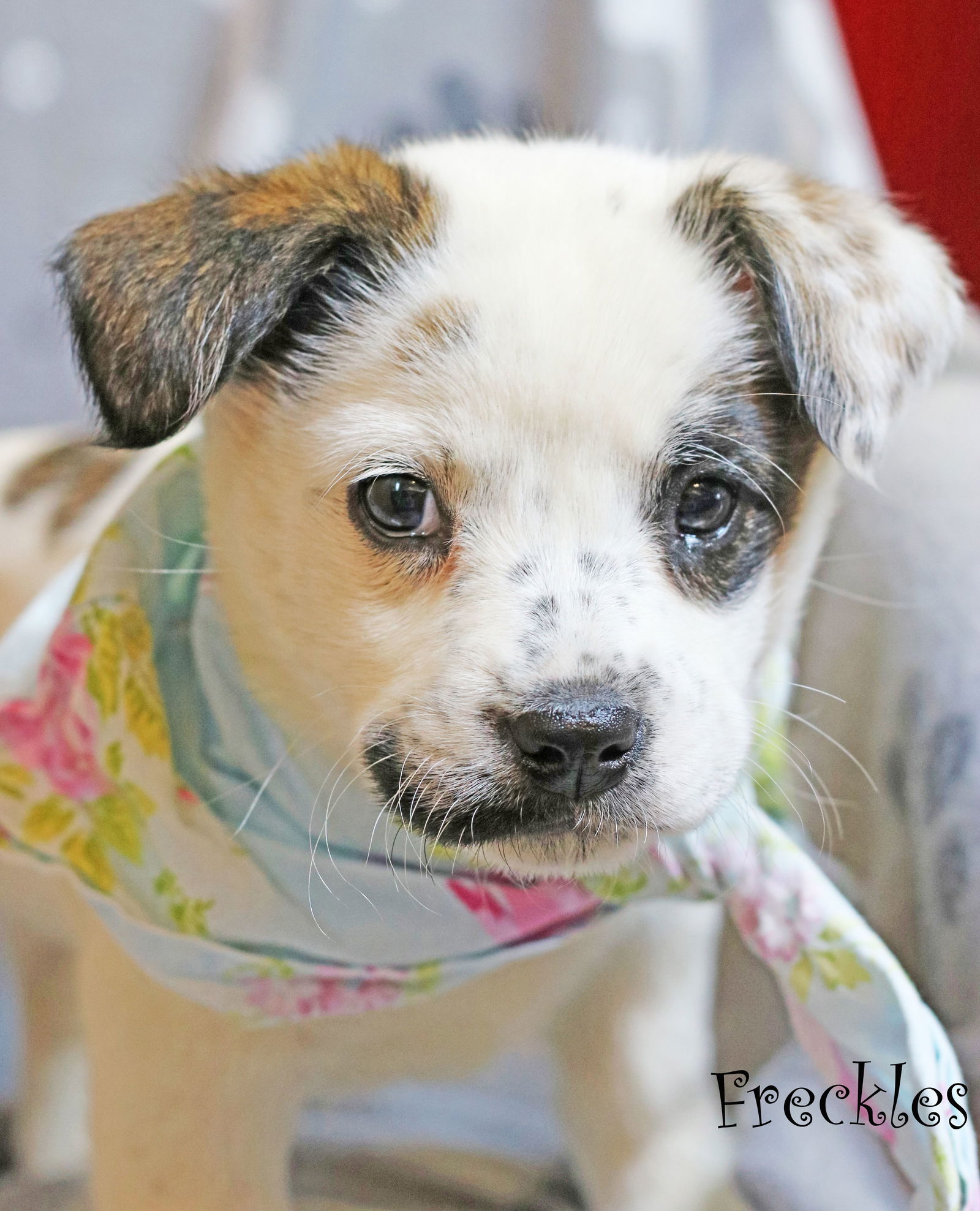 Dog for Adoption - Freckles Dalmatian, a Dalmatian in Colchester, CT ... Dog for Adoption - Freckles Dalmatian, a Dalmatian in Colchester, CT ...