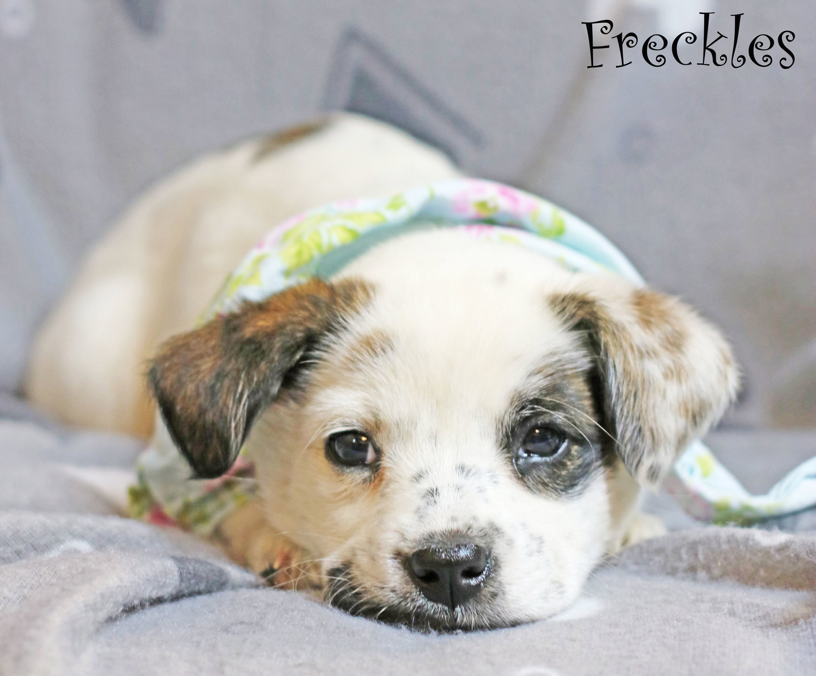Dog for Adoption - Freckles Dalmatian, a Dalmatian in Colchester, CT ...