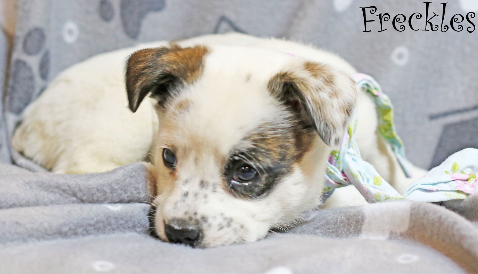 Dog for Adoption - Freckles Dalmatian, a Dalmatian in Colchester, CT ... Dog for Adoption - Freckles Dalmatian, a Dalmatian in Colchester, CT ...