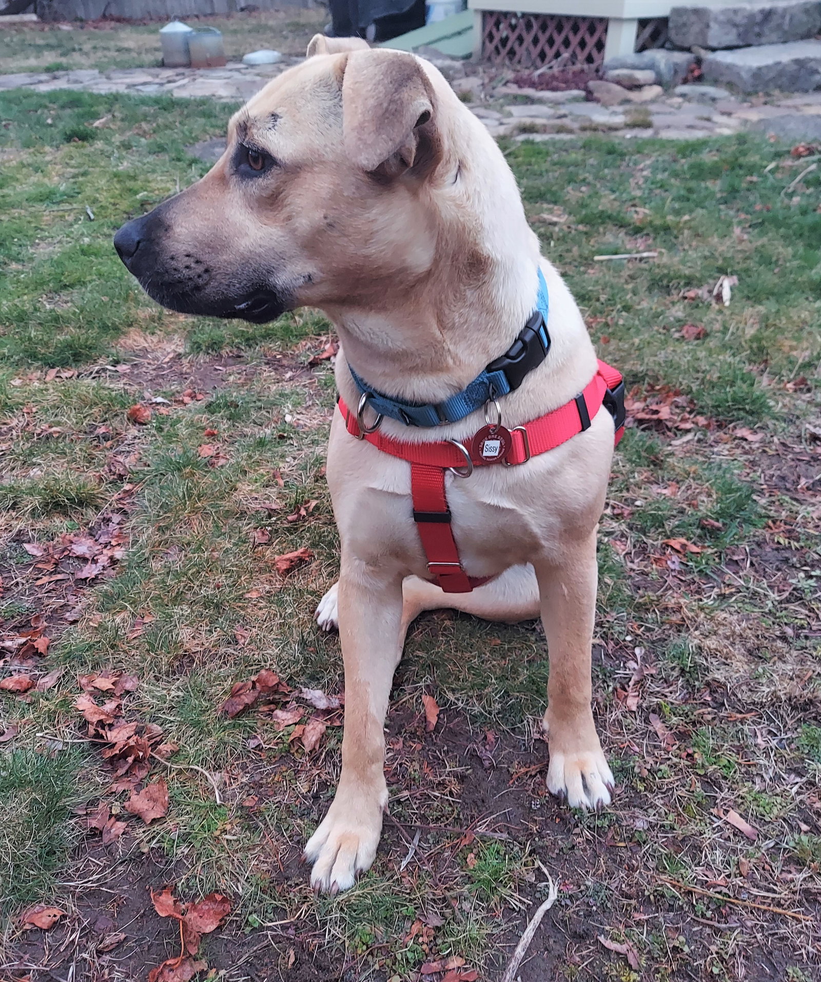 Dog for Adoption - Sissy *LOCAL*, a Black Mouth Cur in Acushnet Center ...