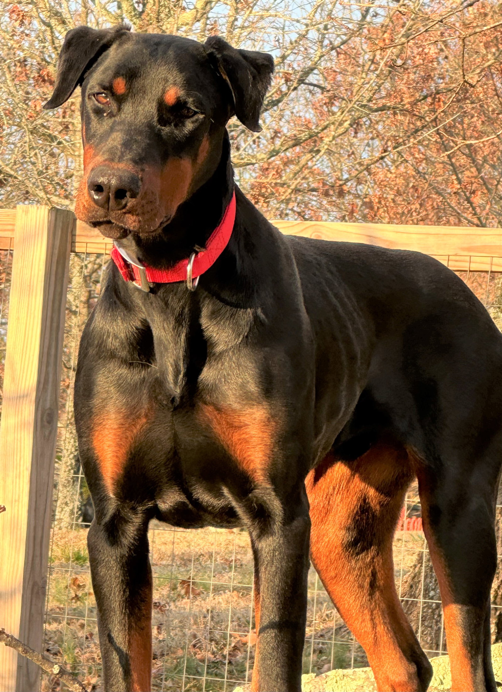 Dog for Adoption - Red *LOCAL*, a Doberman Pinscher in Rochester, MA ...