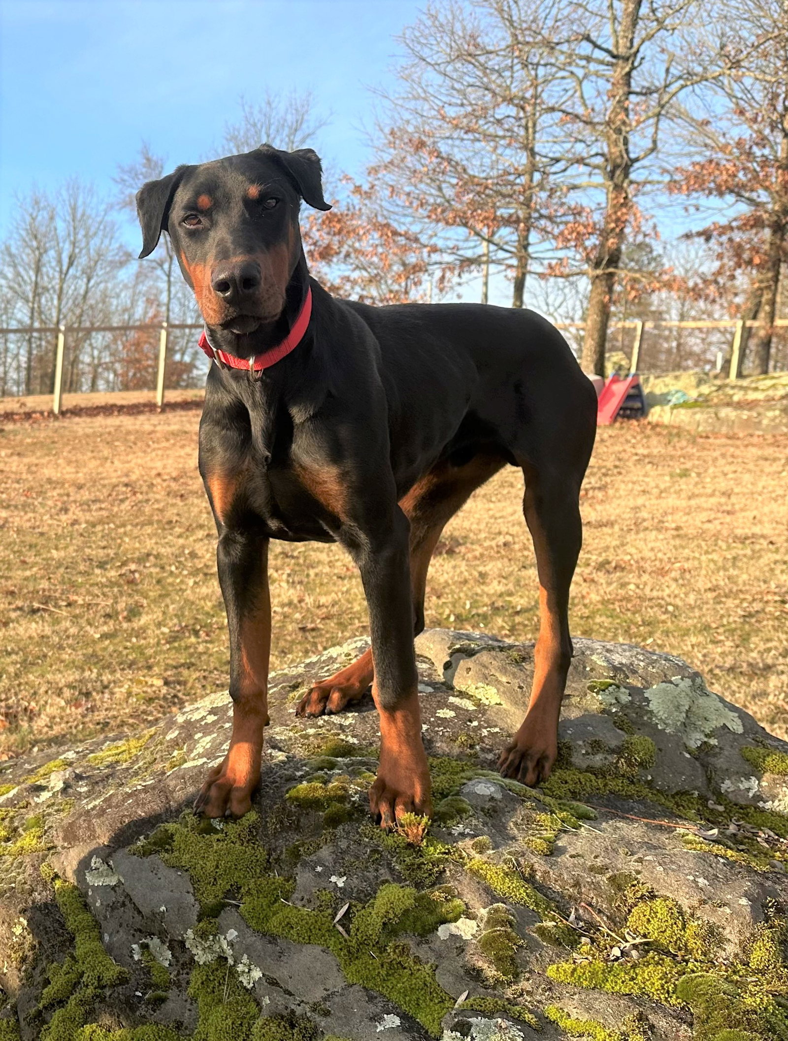 Dog for Adoption - Red *LOCAL*, a Doberman Pinscher in Marion, MA ...