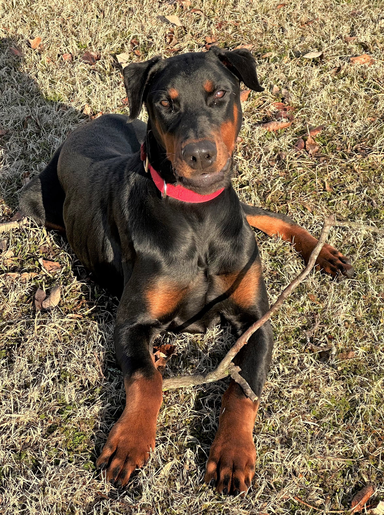 Dog for Adoption - Red *LOCAL*, a Doberman Pinscher in Marion, MA ...
