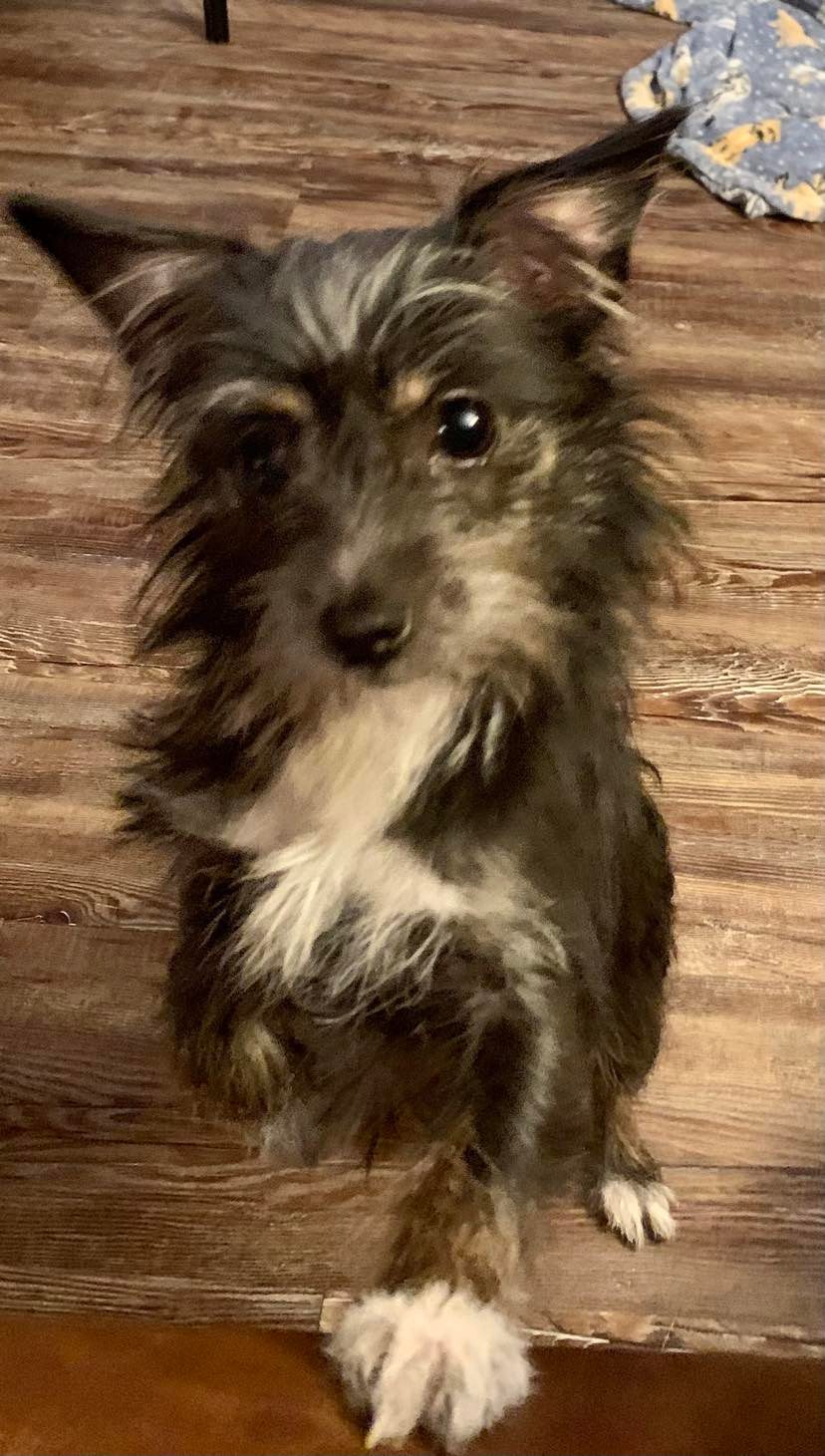 Dog for Adoption - Belladonna *LOCAL*, a Dachshund in Mystic, CT ...