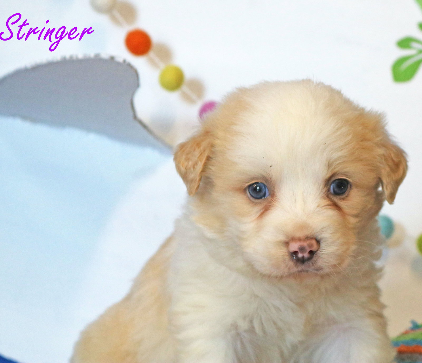 Dog for Adoption - Stringer Surf, a Great Pyrenees in Rochester, MA ...