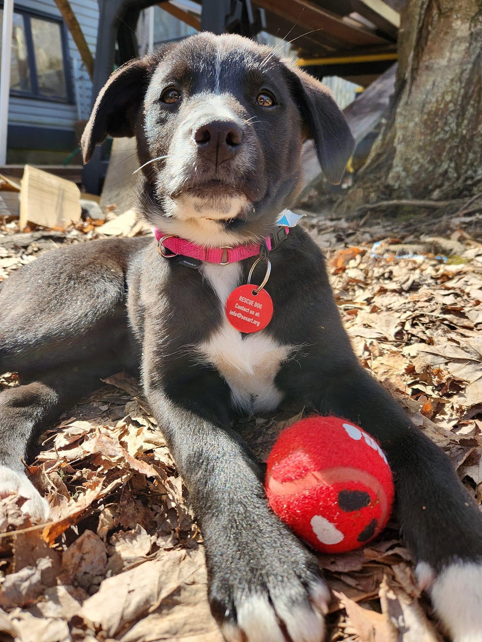 Dog for Adoption - Lexus Motorcar *LOCAL*, a Labrador Retriever in ...