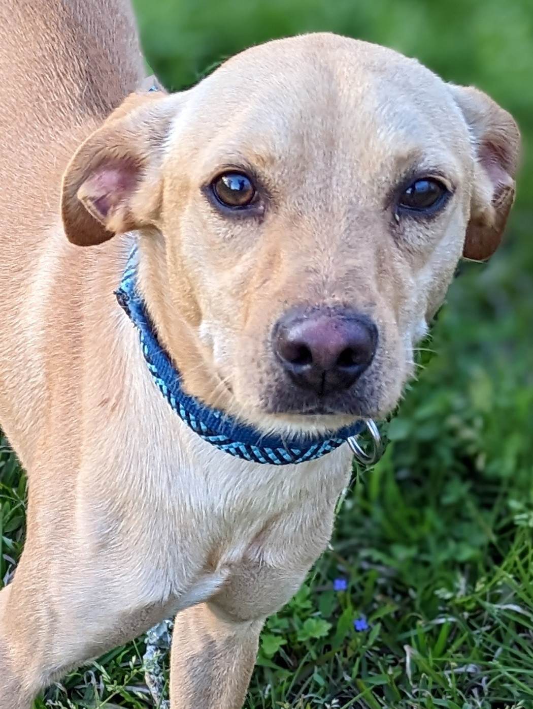 Dog for Adoption - Duke of Lessie Moore *LOCAL*, a Rat Terrier in ...
