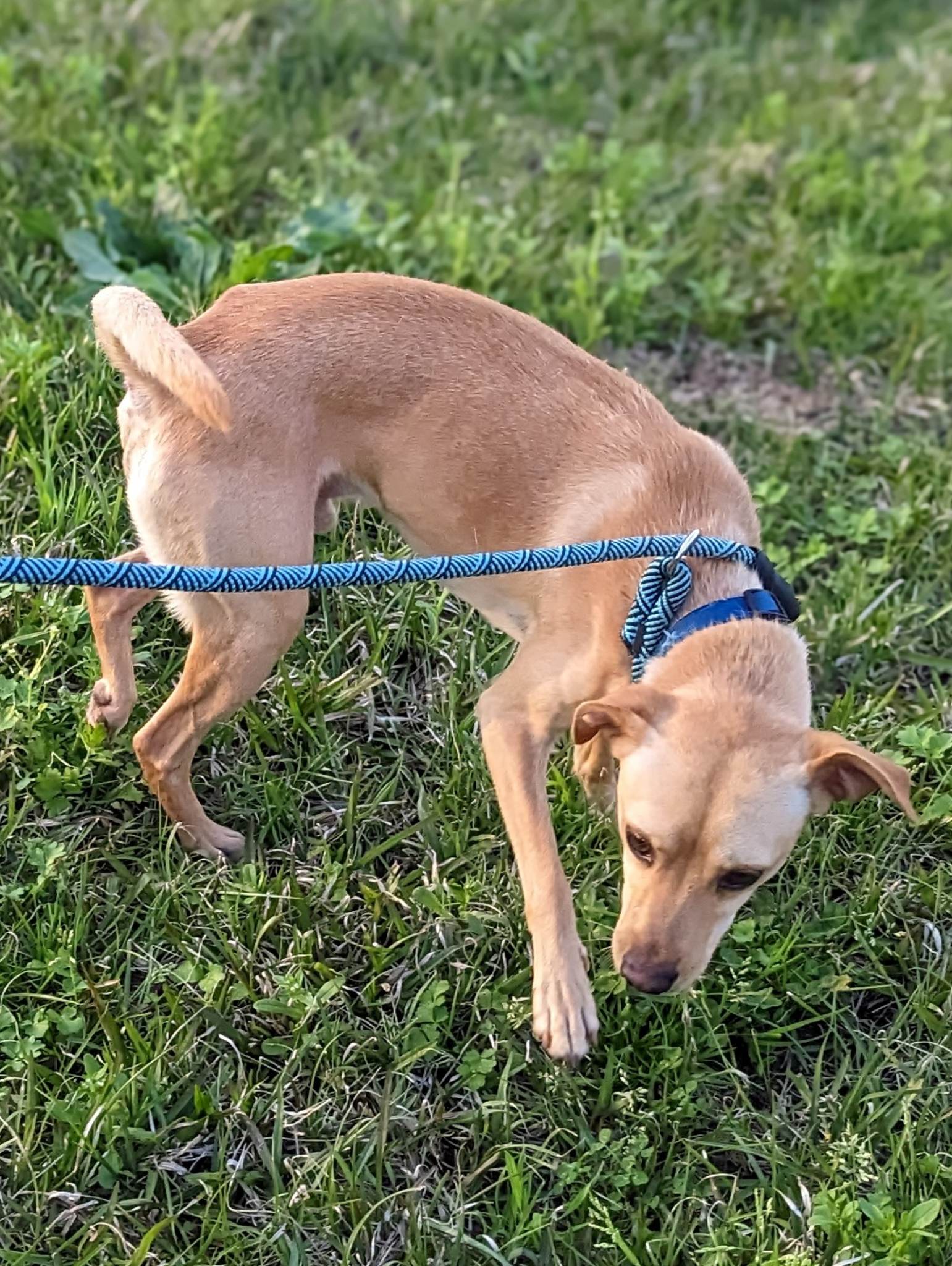 Dog for Adoption - Duke of Lessie Moore *LOCAL*, a Rat Terrier in ...