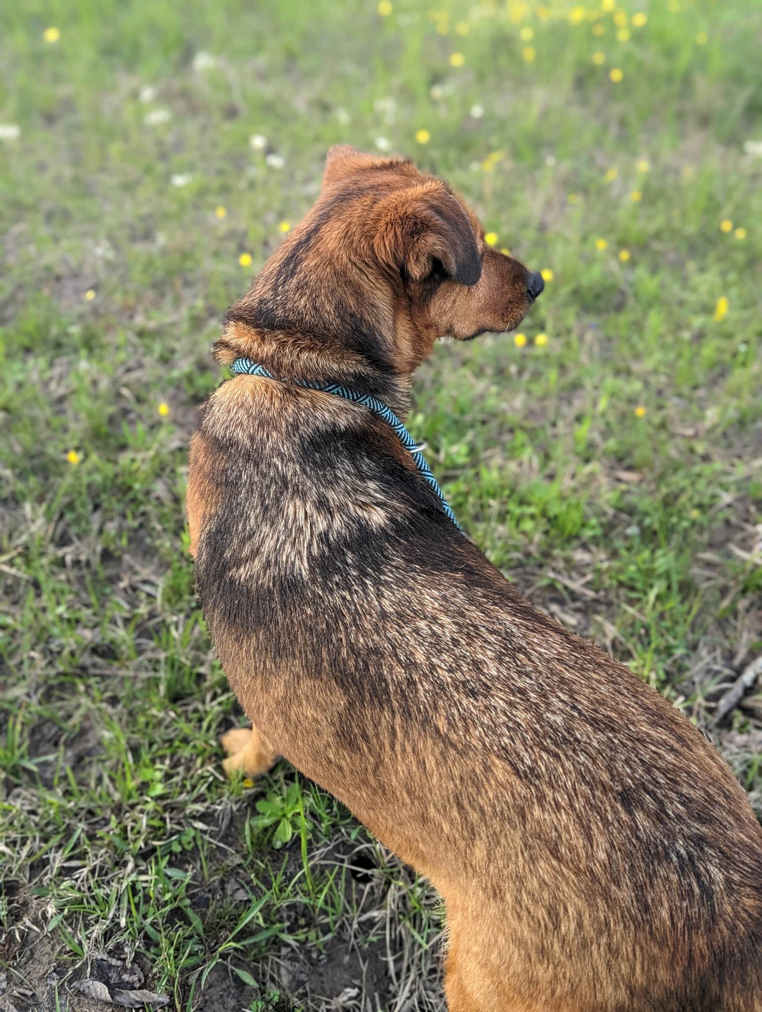 Dog for Adoption - Sweetie *LOCAL*, a Golden Retriever in North ...