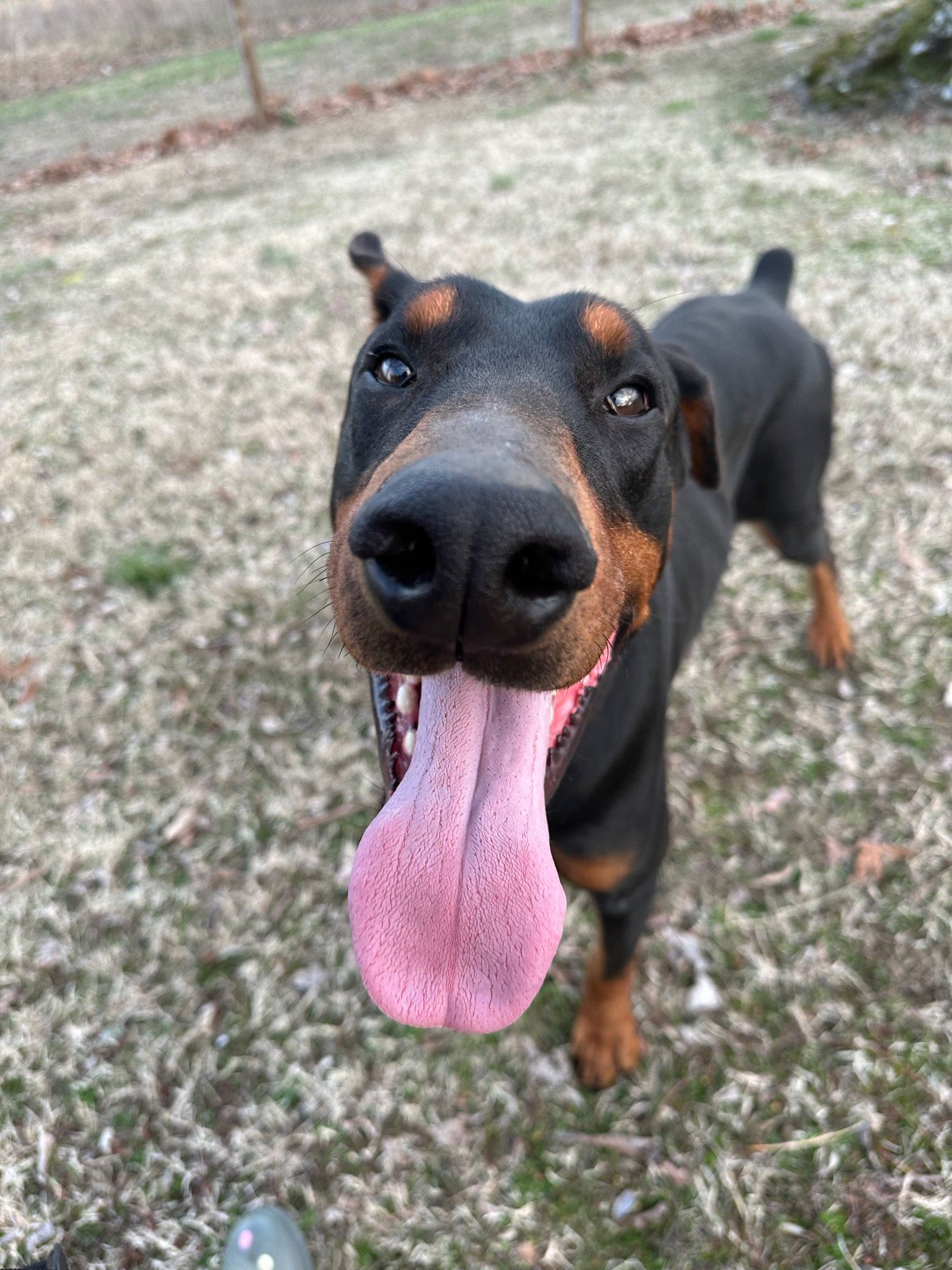 Dog for Adoption - Aries, a Doberman Pinscher in East Brooklyn, CT ...